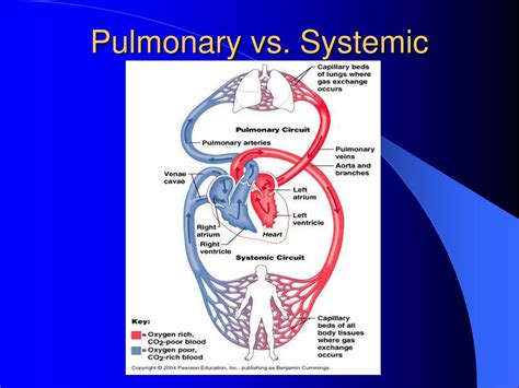 Ppt Understanding The Heart Structure Function And Common