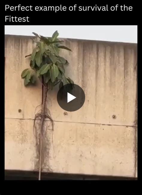 Survival Of The Fittest 👇 Ajit Kumar Gupta