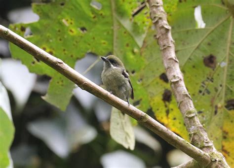 Birdseye Photography Review Photos