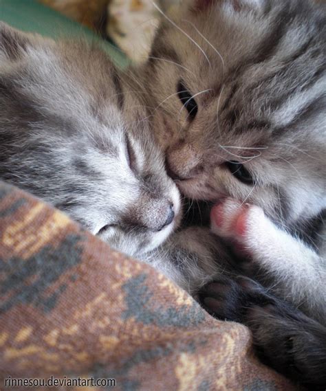 Kissing Kittens By Rinnesou On Deviantart