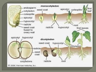 Biji Pp New Kelompok 4 New PPT