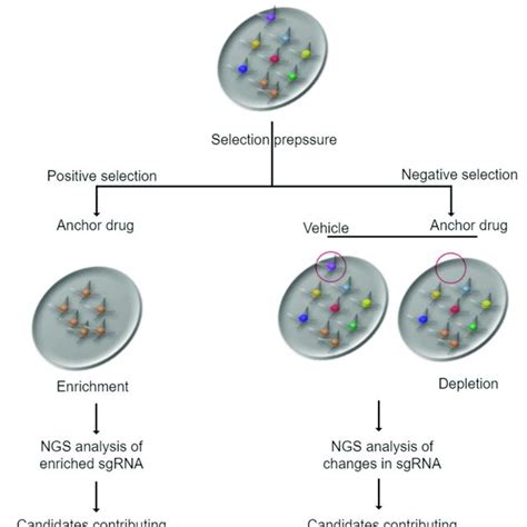 Crispr Cas Positive And Negative Selection Screens In Positive
