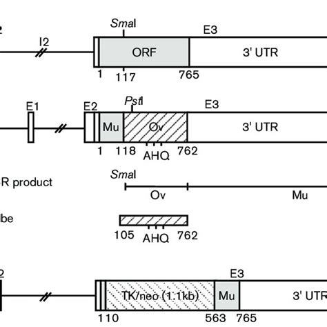 Schematic Representation Of The Muovprp Ahq Transgene A E The Prnp