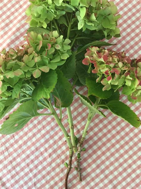 Hydrangea Propagation Susies
