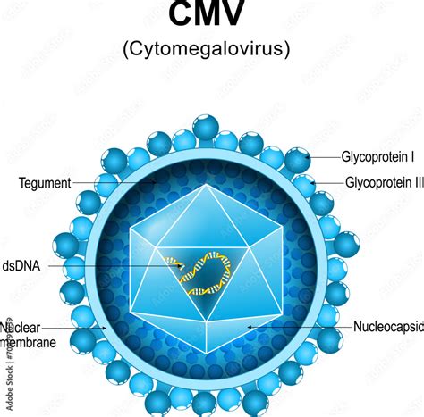Cytomegalovirus Cmv Structure Close Up Of A Virion Anatomy Stock Vector Adobe Stock