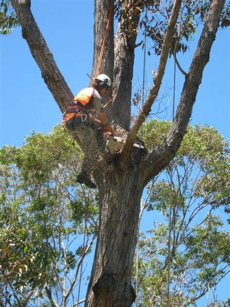 Tree Services Gold Coast Tree Lopping Tree Removal Tree Trimming