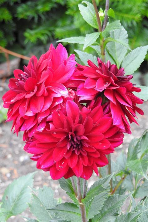 Dahlia Bloom Blossom Free Photo On Pixabay