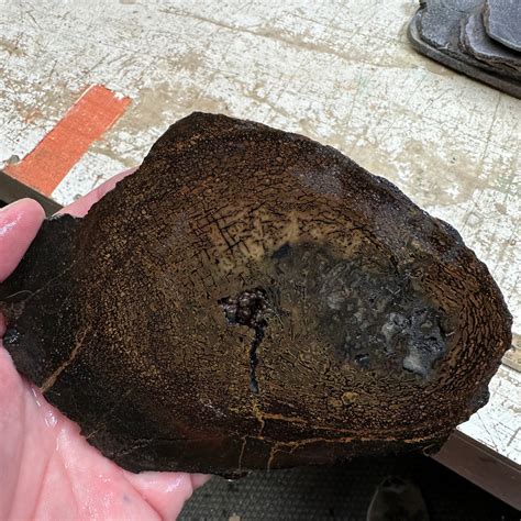 Gembone Dinosaur Bone Slab 234 Grams Silverhill Lapidary