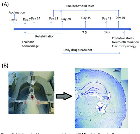 A Flowchart For Experimental Design B Microinjection Of