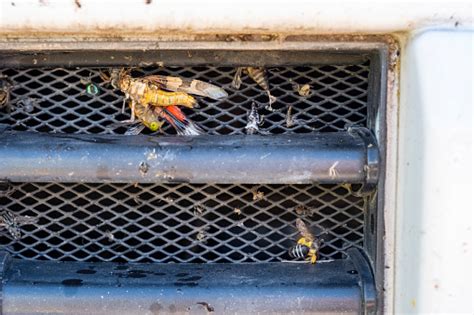 자동차의 보호 라디에이터 그릴에 곤충이 많이 튀어 나오자 많은 사람들이 죽었습니다 자동차 엔진 냉각 라디에이터 앞의 보호 그릴 엔진 과열 원인 강철에 대한 스톡 사진 및