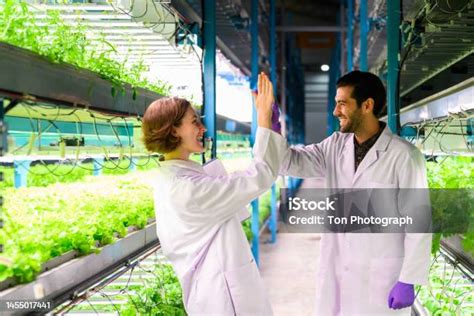 스마트 기술 농장 스마트 실내 농장 공장 연구원 무농약 채소 품종 개발 온실 농업 온실 실내 스마트 농장 공장 팀워크에 대한 스톡 사진 및 기타 이미지 Istock