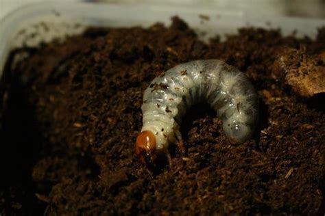 オオクワガタ幼虫、ブリード開始 Gakuちゃんのひとりごと