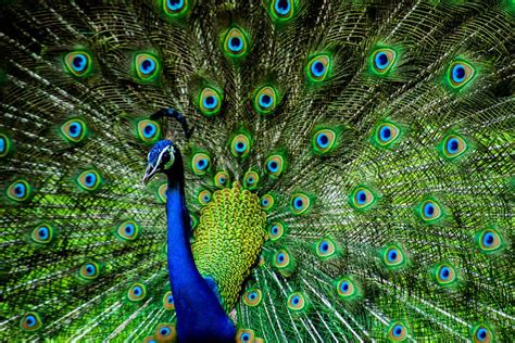 Indian Peacock The National Bird Of India A Z Animals
