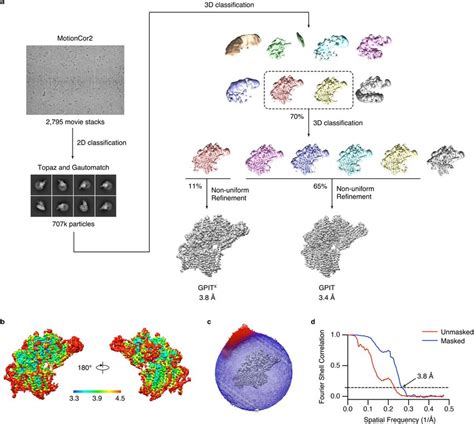 Cryo Em Analysis Of The Gpitx Complex A Flow Chart Of Cryo Em Data Download Scientific Diagram