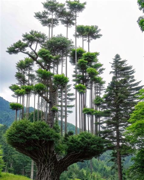 Viral 🌱 Ancient Sustainability The Art Of Daisugi 🌳 In Japan