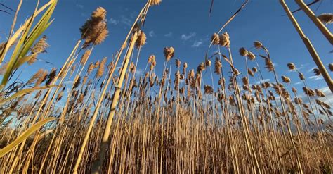 가을 갈대 건조한 경치 경치가 좋은 계절 고요한 골든 아워 구름 껍질 농업 농촌의 높은 들판 따뜻한 빛 바람 붓 블루 산들바람 생태 성장