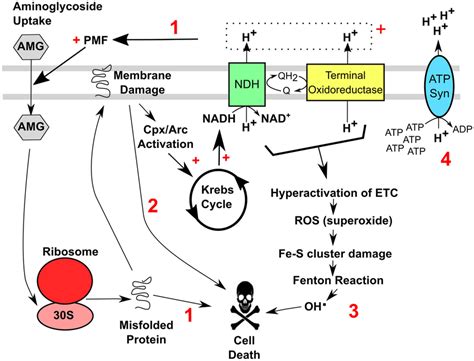 Current Dogma On Cell Death Pathways For Aminoglycosides The Main