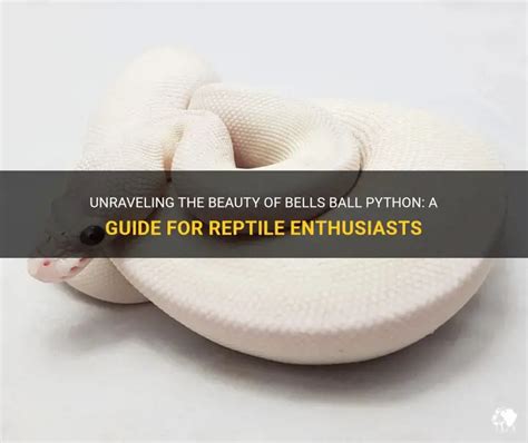 Unraveling The Beauty Of Bells Ball Python A Guide For Reptile Enthusiasts PetShun
