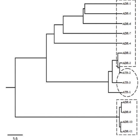 Upgma Dendrogram Based On Neis 1978 Unbiased Genetic Distance