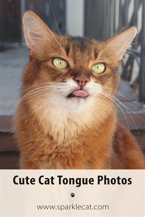 Cat Tongues On Wednesday Summers Fabulous Cat Life