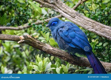 Different Types Of Birds With Blue Feathers At Mia Stapleton Blog