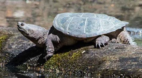 Can Snapping Turtles Swim With Pictures And Video TurtleOwner Com