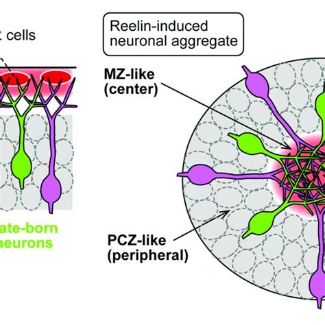 Ectopic Expression Of Reelin Causes Neuronal Aggregation In Vivo In Download Scientific