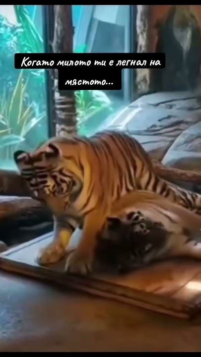 Това си е моето място Youtube