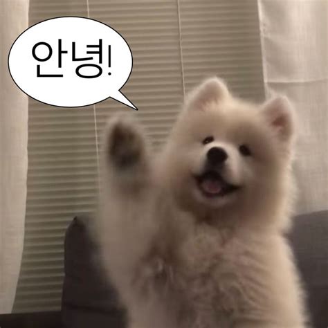 ปักพินโดย ㅤㅤㅤ ใน 내가 만든 짤 มีมสุนัข สุนัขน่ารัก ลูกสุนัขน่ารัก