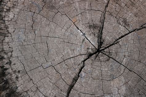 Premium Photo Tree Stump Background