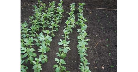 Кога да се сее баклата Български Фермер