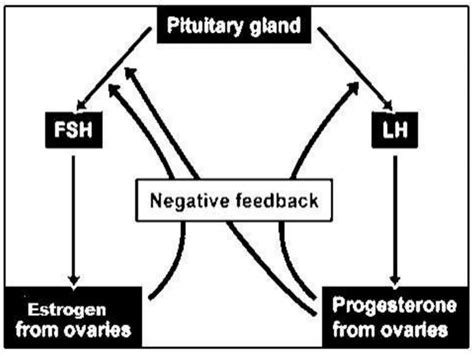Feedback Mechanism Pptx