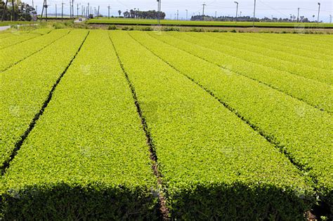 日本九州鹿儿岛的茶叶收获