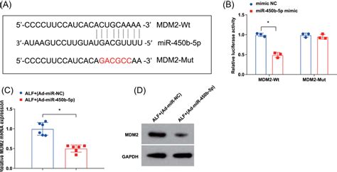 MiR450b5p Targets MDM2 A The Binding Sites Between MiR450b5p And