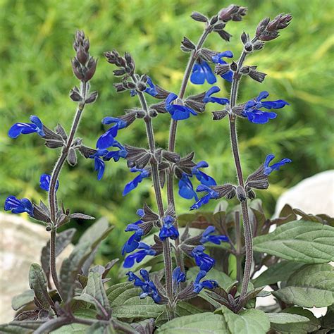Sinaloa Sage Salvia Sinaloensis Mygardenlife