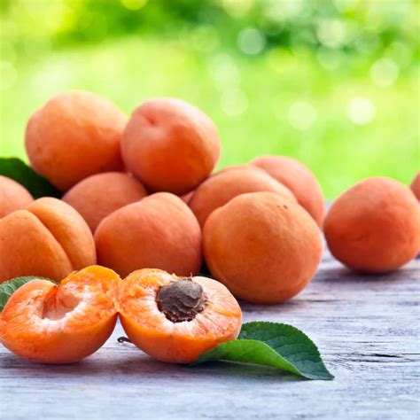 Apricot Trees For Sale Melbourne Buy Fruit Trees All Green