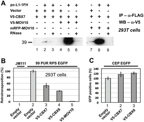 Polycomb Group Pcg Multiprotein Prc1 Like Complex Component Chromobox Download Scientific
