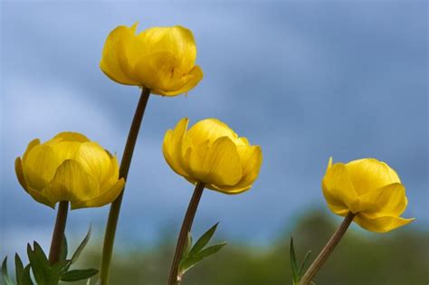 Kuidas Elad Kullerkupp Looduskalender Ee