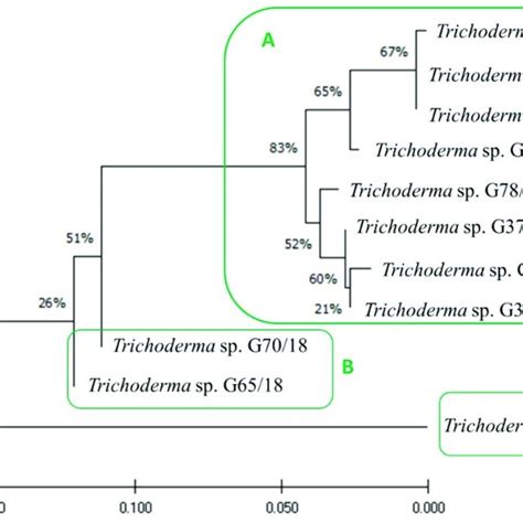 Evolutionary Analysis Of Trichoderma Isolates Using The Maximum Download Scientific Diagram