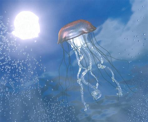 About Solidify Modifier CG Cookie