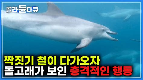인간에 가까운 지능을 가진 돌고래가 짝짓기 철이 다가오자 단체로 보인 충격적인 모습｜암컷 한마리 없는데 짝짓기를 시도하는 수컷 세마리｜연애기계｜ 골라듄다큐 Youtube