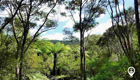Native Trees Vs Non Native Trees For Liberty Township Landscapes Liberty Heritage Nursery