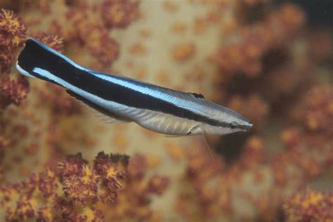 20 Commoncleanerwrasse Royalty Free Photos And Stock Images