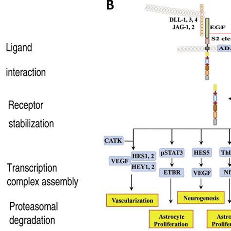 Schematic Diagram And Potential Roles Of De Novo Mutations In Notch1 Download Scientific