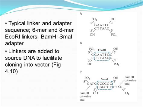 Chemical Synthesis Amplification And Sequencing Of Dna Part I Ppt Video Online Download