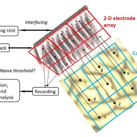 principle of the proposed closed loop stimulation method local field
