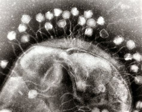 Bacteriophage Enzymes A New Realm Of Antibiotics By Scientific Research Communication