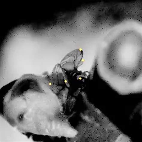 Jernej Polajnar On Linkedin Biotremology Psyllidae