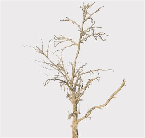 Several Results Of Skeletonization Of Synthetic Point Clouds From Left Download Scientific