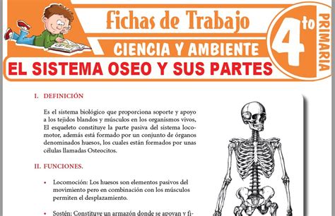 Sistema Oseo Para Ninos Para Cuarto De Primaria Esqueleto Hueso Images